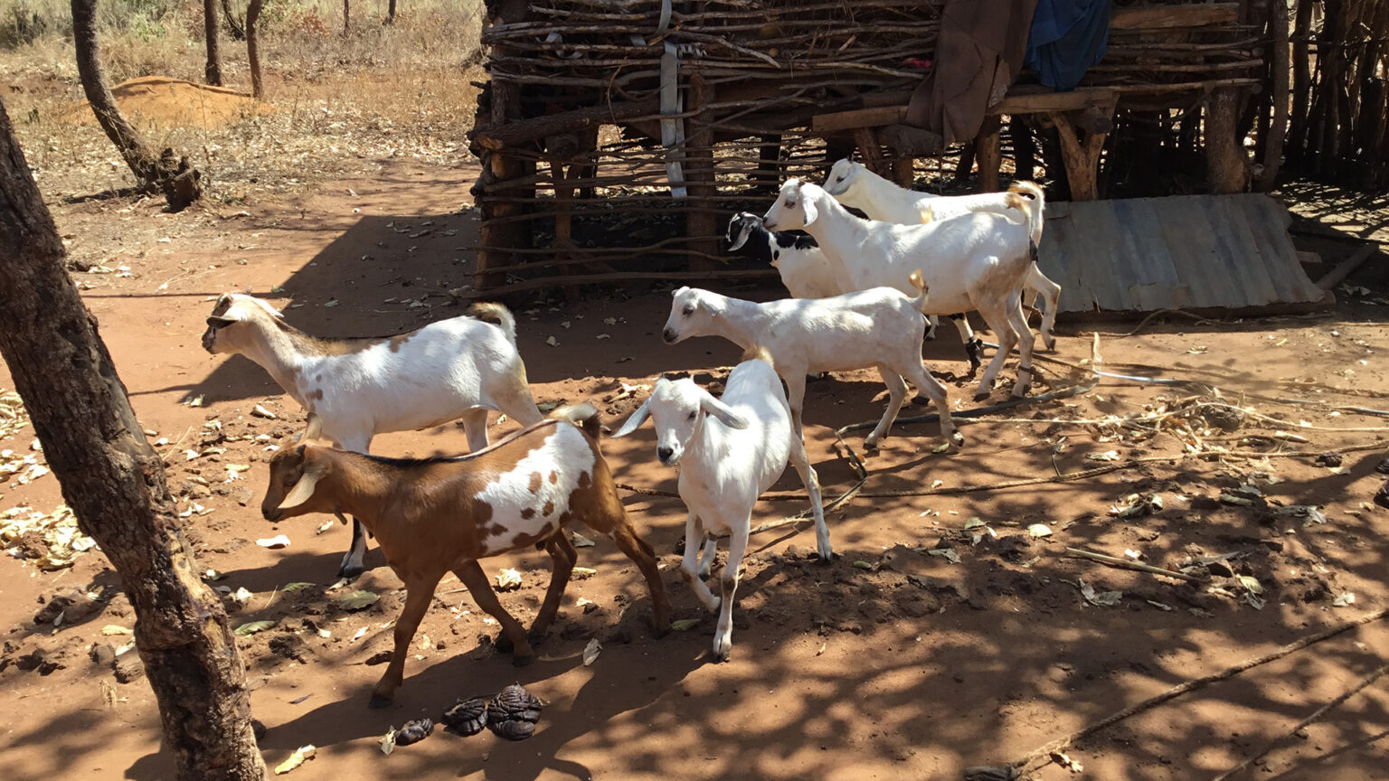 Building Insurance Mechanisms Adaptation (BIMA) | CLARE - CLimate ...