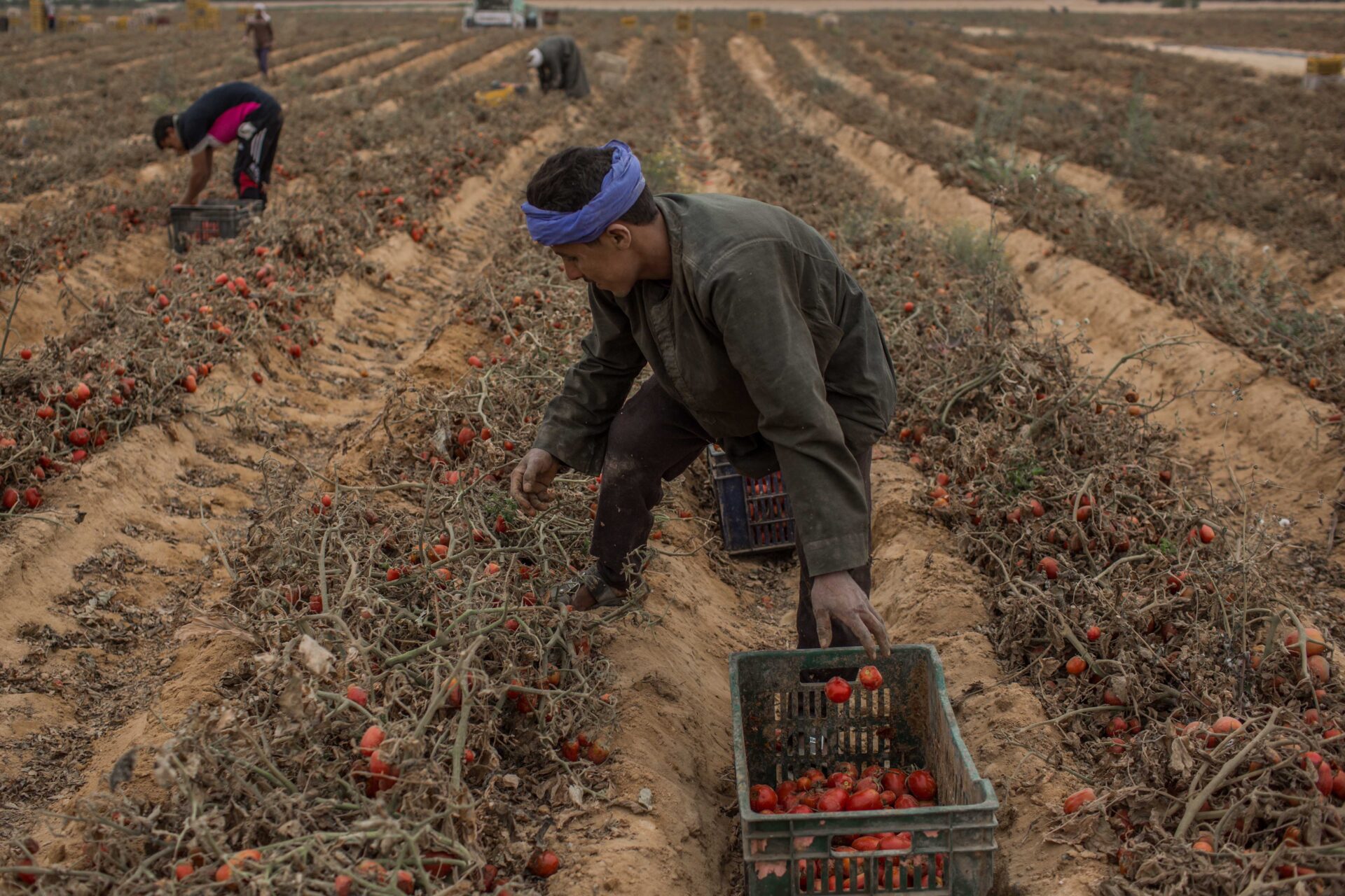 Egypt | CLARE - CLimate Adaptation & REsilience