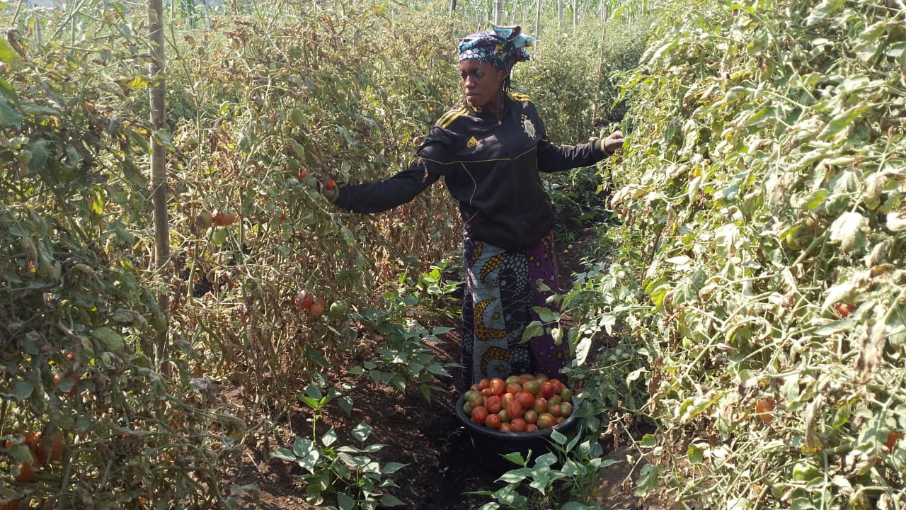 Official Launch of the PALM-TREES Project | CLARE - CLimate Adaptation ...