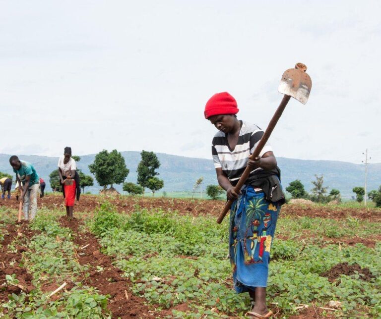 Building WOmen Smallholder Farmers’ empowerment and adaptive capacities: A pathway to Enhancing ...